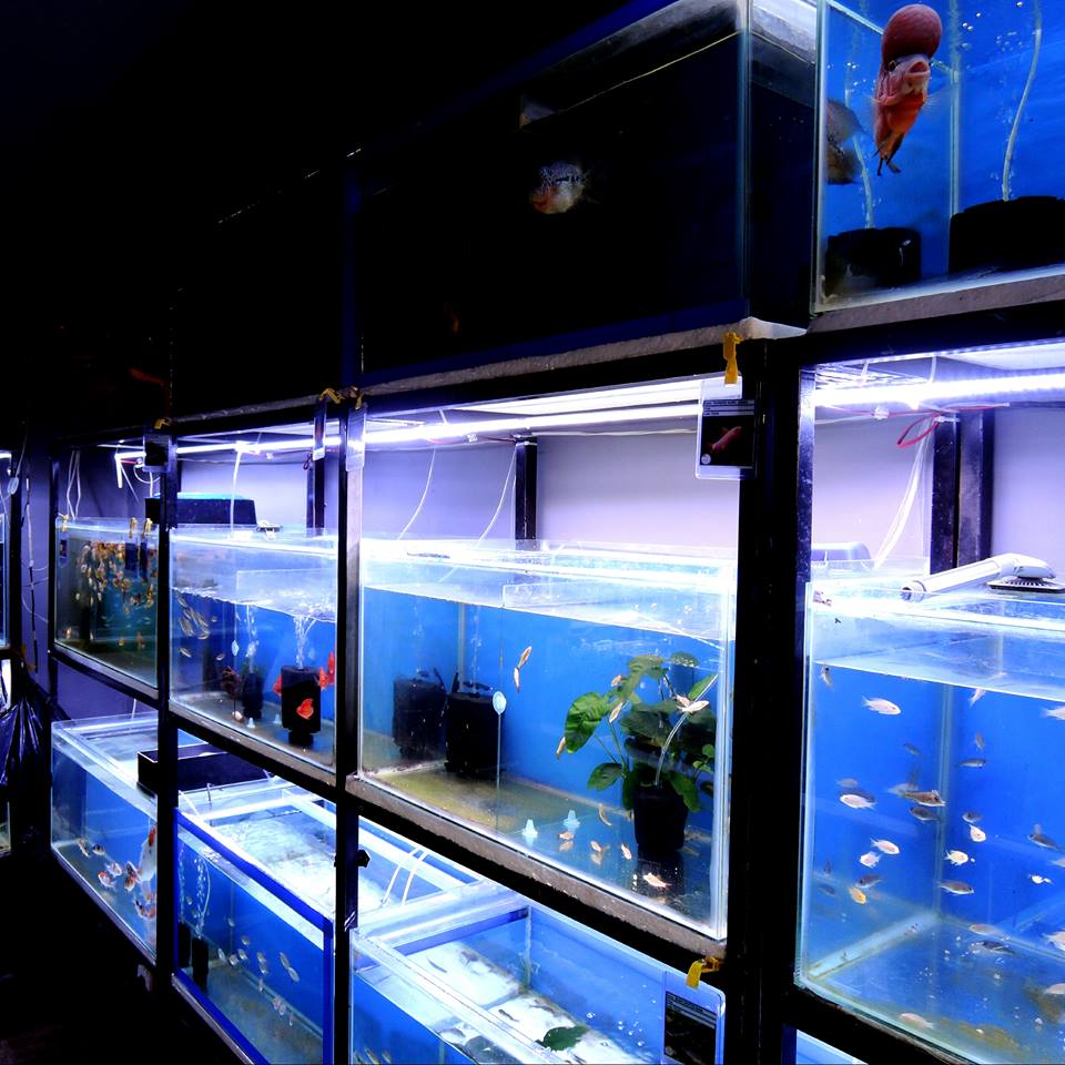 ហាងកាហ្វេស៊ីអារម្មណ៍តិចច្រឡំថាបាតសមុទ្រ - Sabay Der