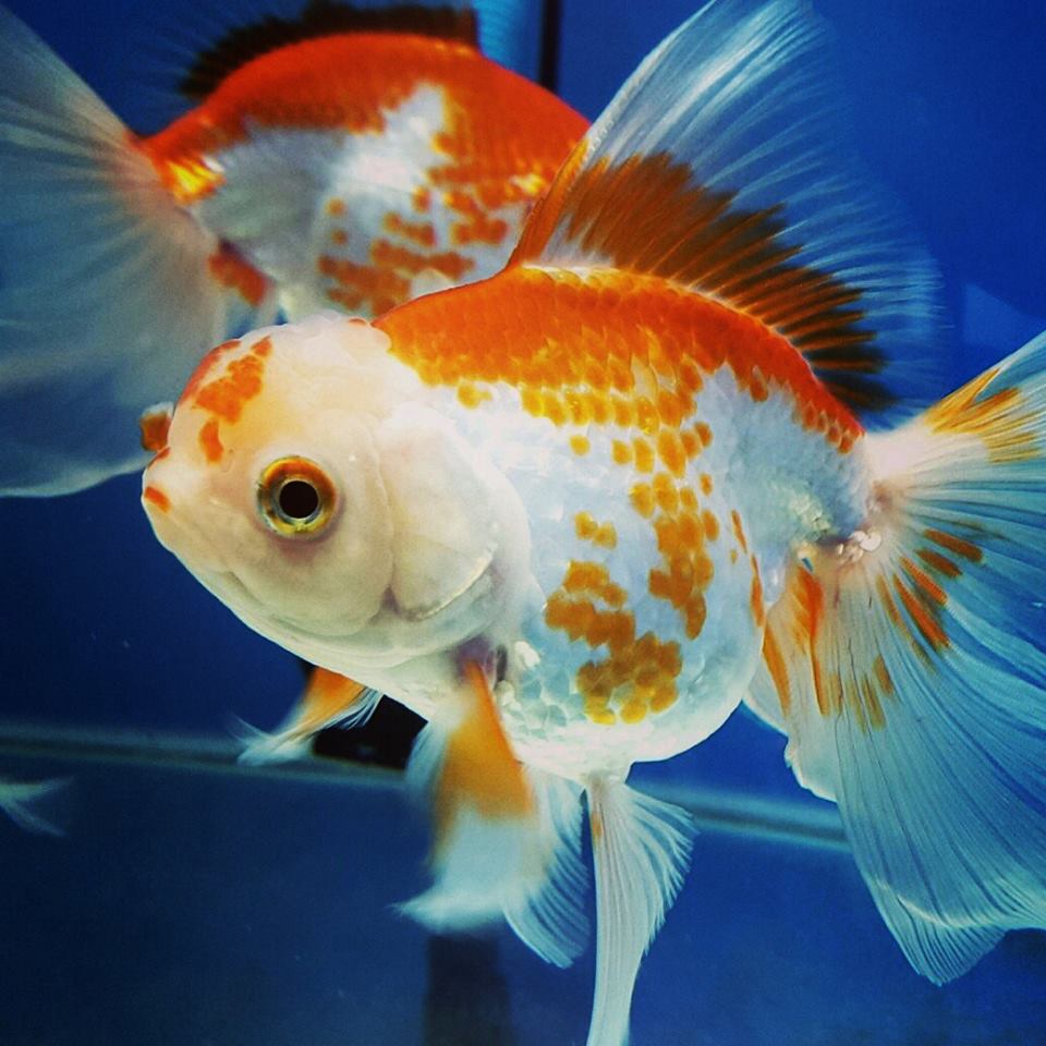 ហាងកាហ្វេស៊ីអារម្មណ៍តិចច្រឡំថាបាតសមុទ្រ - Sabay Der