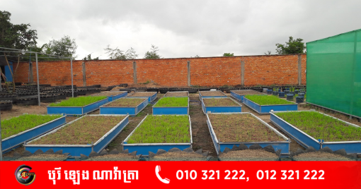 អ្នកភ្នំពេញកុំថាខ្វះដីដាំបន្លែ សាកប្រើមធ្យោបាយទាំងនេះ ...